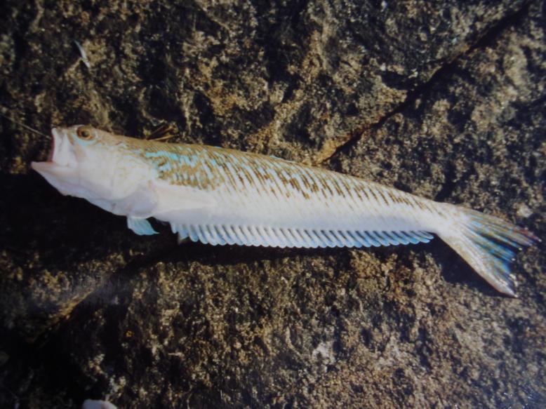 Klubbrekord liste » Nord-Jæren Havfiskeklubb - Med bøy på stanga i over ...