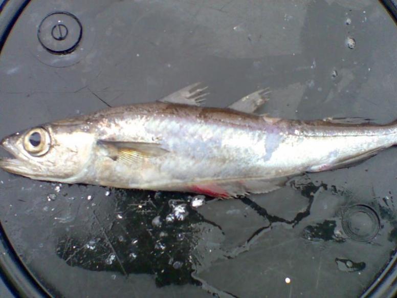 Klubbrekord liste » Nord-Jæren Havfiskeklubb - Med bøy på stanga i over ...