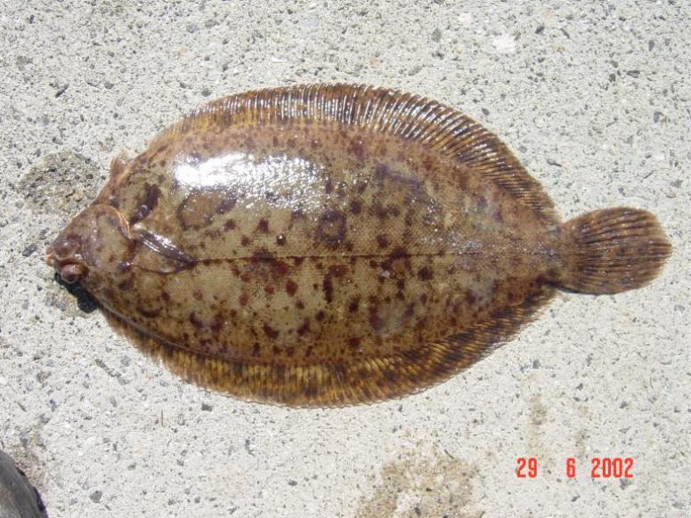 Klubbrekord liste » Nord-Jæren Havfiskeklubb - Med bøy på stanga i over ...